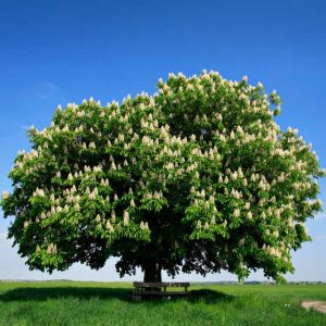 8 Copaci care Cresc Repede și Fac Umbră - Sloturi pe tocuri